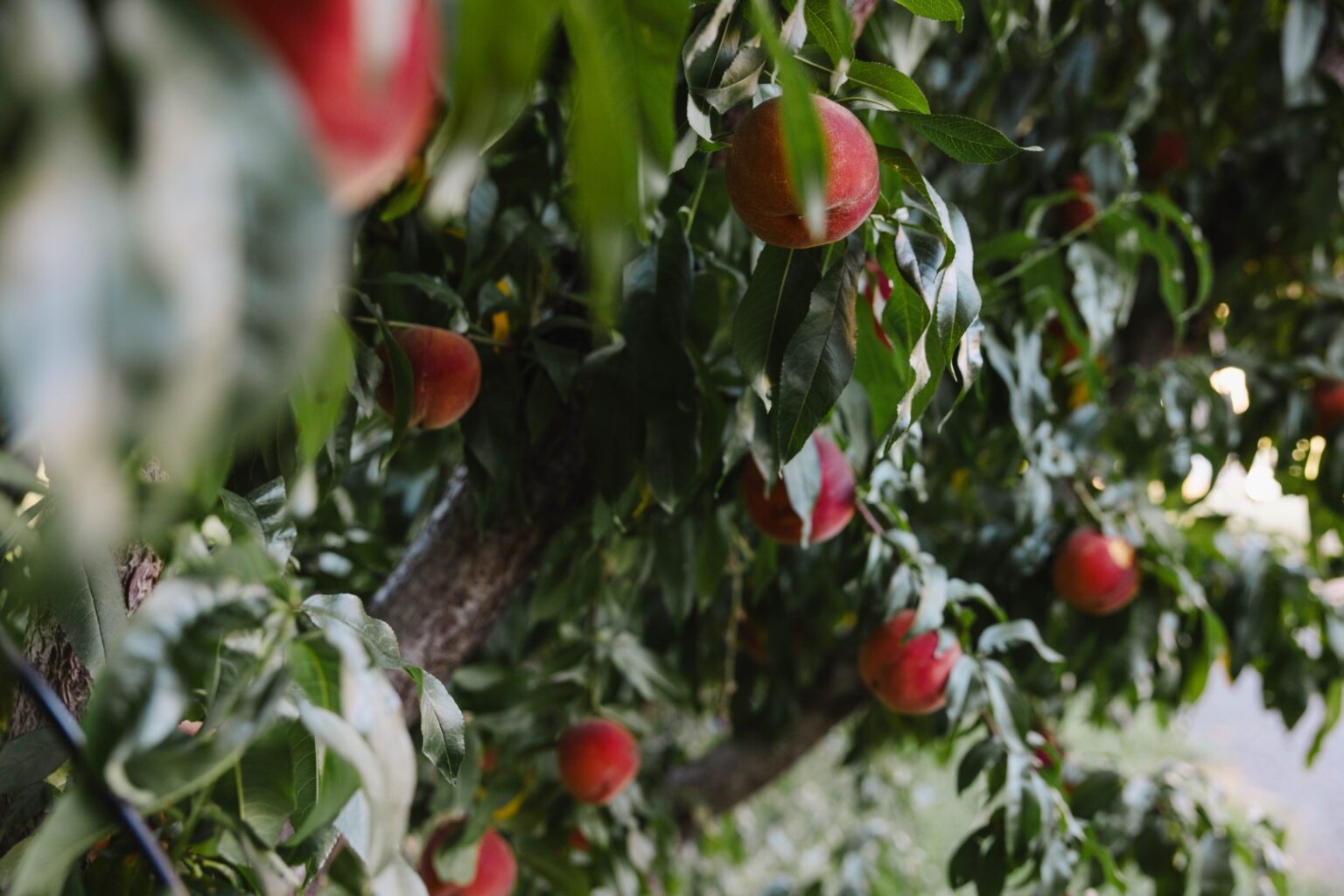 Palisade Peaches: How Community Keeps Colorado's Sweetest Tradition ...